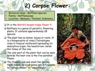 Amazing & Weird Plants Around the World...!!! | PPTX