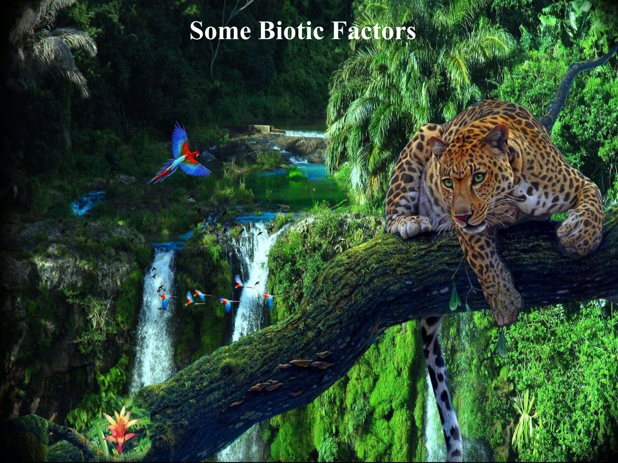 The Amazon Rainforest | PPT