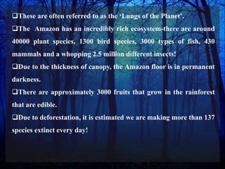 The Amazon Rainforest | PPT