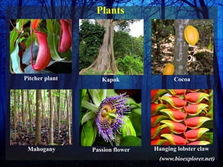 The Amazon Rainforest | PPT