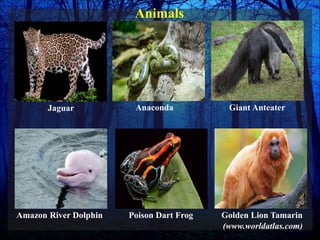 The Amazon Rainforest | PPT