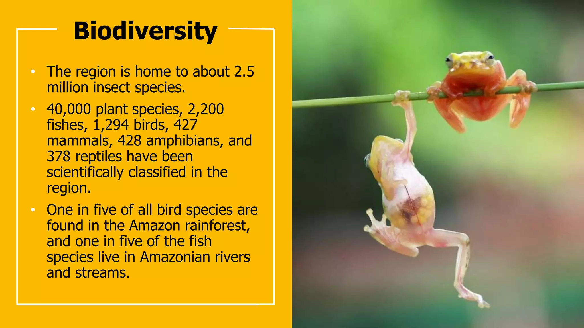 Amazon Rainforest and wildfire | PPTX