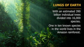 Amazon Rainforest and wildfire | PPTX