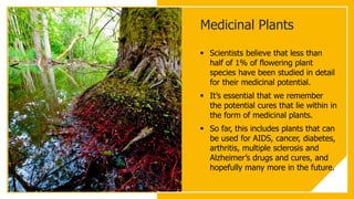 Amazon Rainforest and wildfire | PPTX