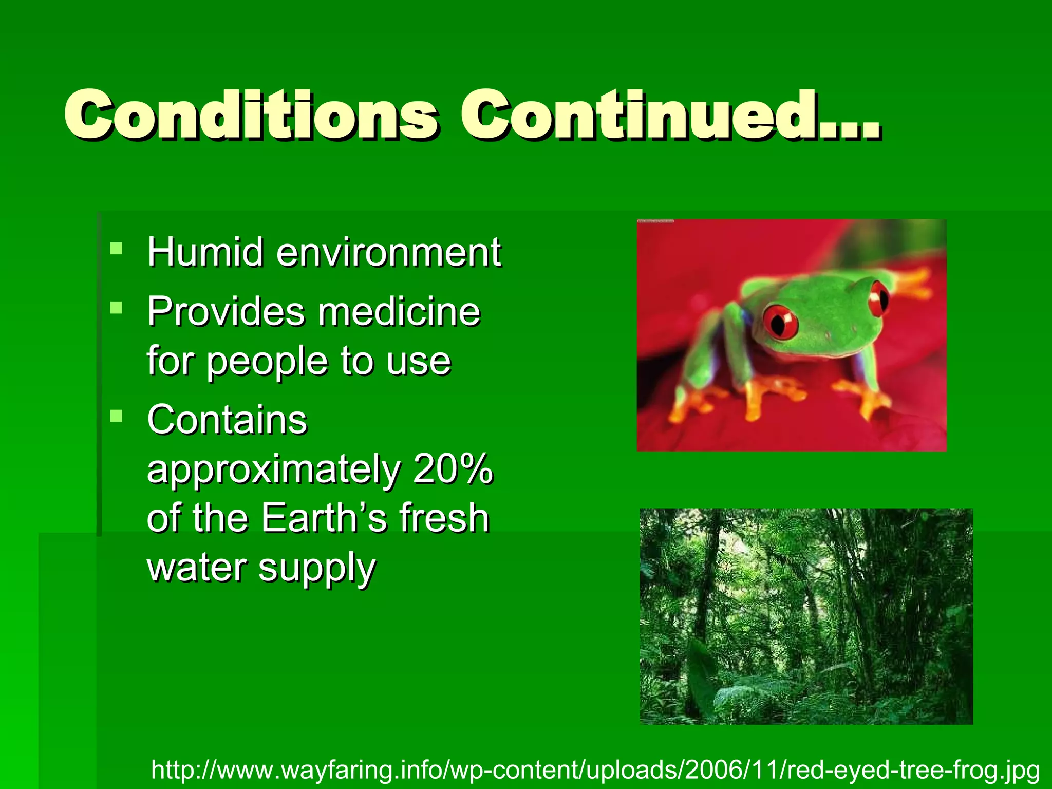 Amazon Rainforest | PPT