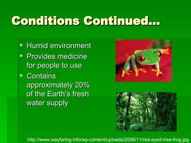 Amazon Rainforest | PPT