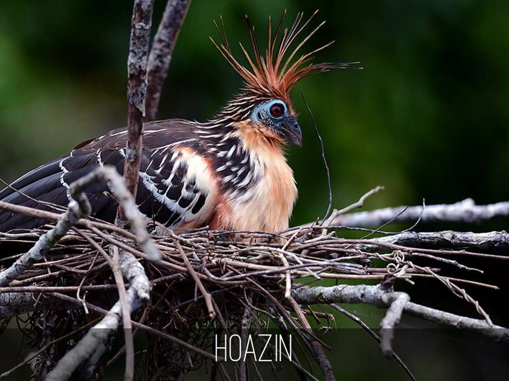 Amazon rainforest-animals | ODP