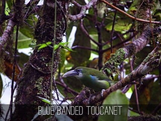 Amazon rainforest-animals | ODP