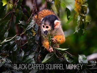 Amazon rainforest-animals | ODP