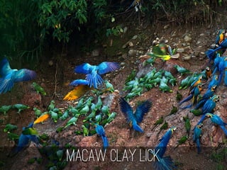 Amazon rainforest-animals | ODP