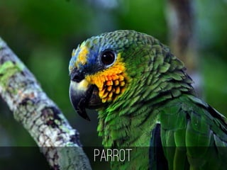 Amazon rainforest-animals | ODP