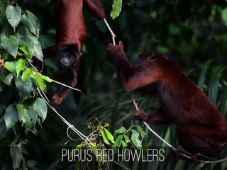 Amazon rainforest-animals | ODP