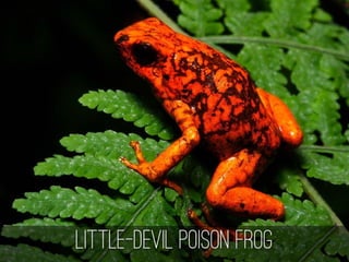 Amazon rainforest-animals | ODP