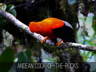 Amazon rainforest-animals | ODP