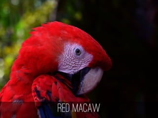 Amazon rainforest-animals | ODP