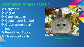 Amazon basin project | PPTX