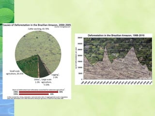 Amazon deforestation presentation | PPTX