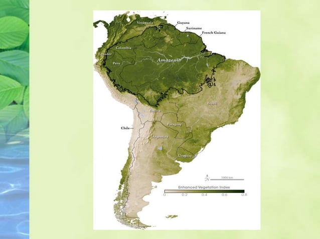 Amazon deforestation presentation | PPTX