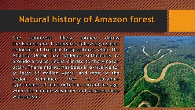 Amazon forest