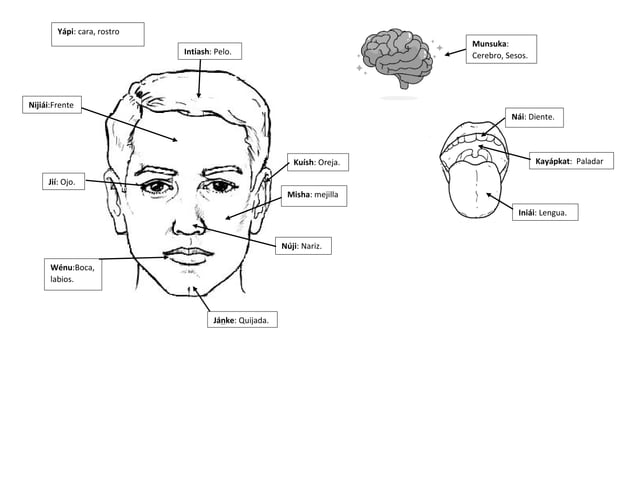 partes del cuerpo en shuar------------------------------------ | PPT