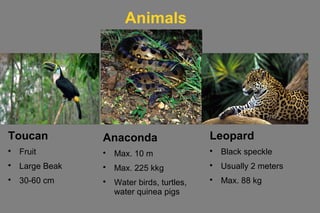 Amazon jungle | PPT