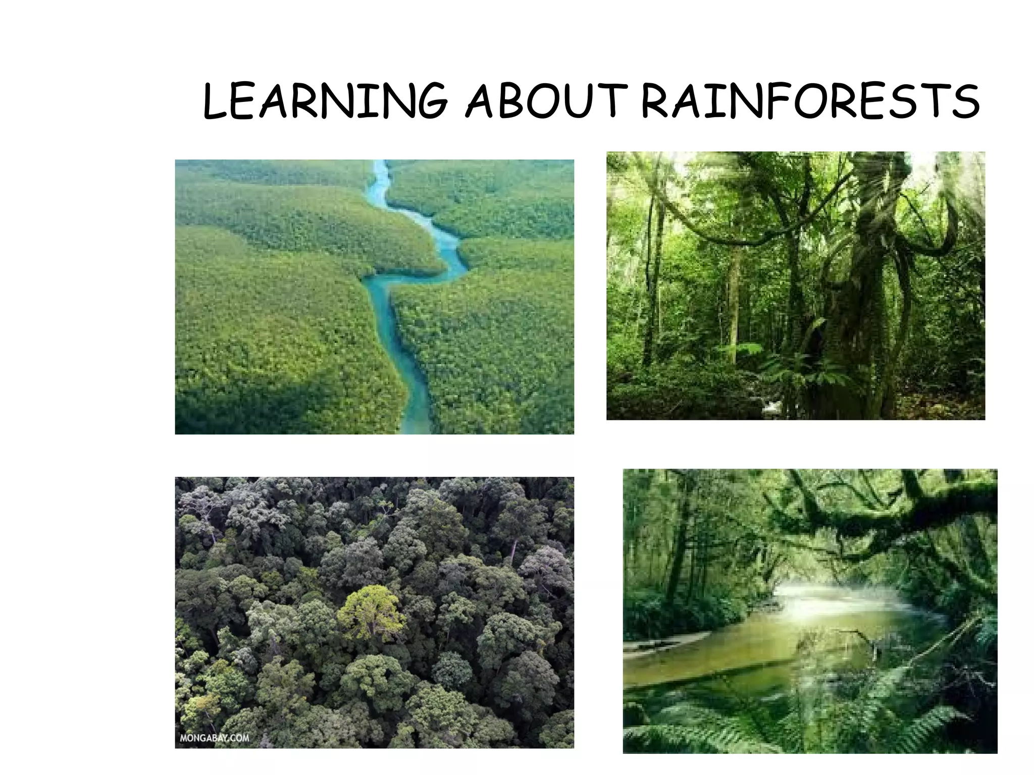 Amazon rainforest | PPT