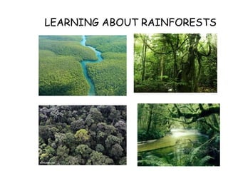 Amazon rainforest | PPT