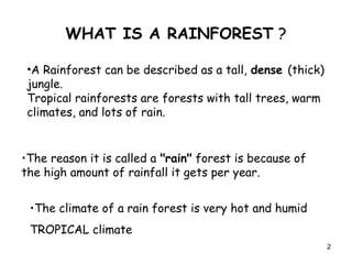 Amazon rainforest | PPT