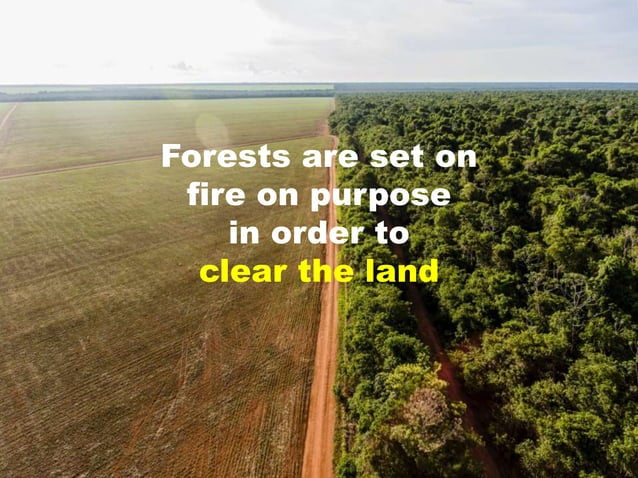 Amazon Rainforest | PPT