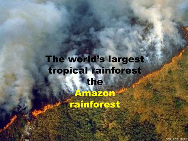 Amazon Rainforest | PPT