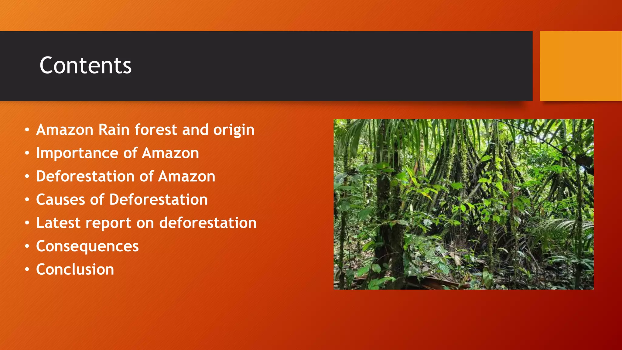 Amazon rain forest | PPT