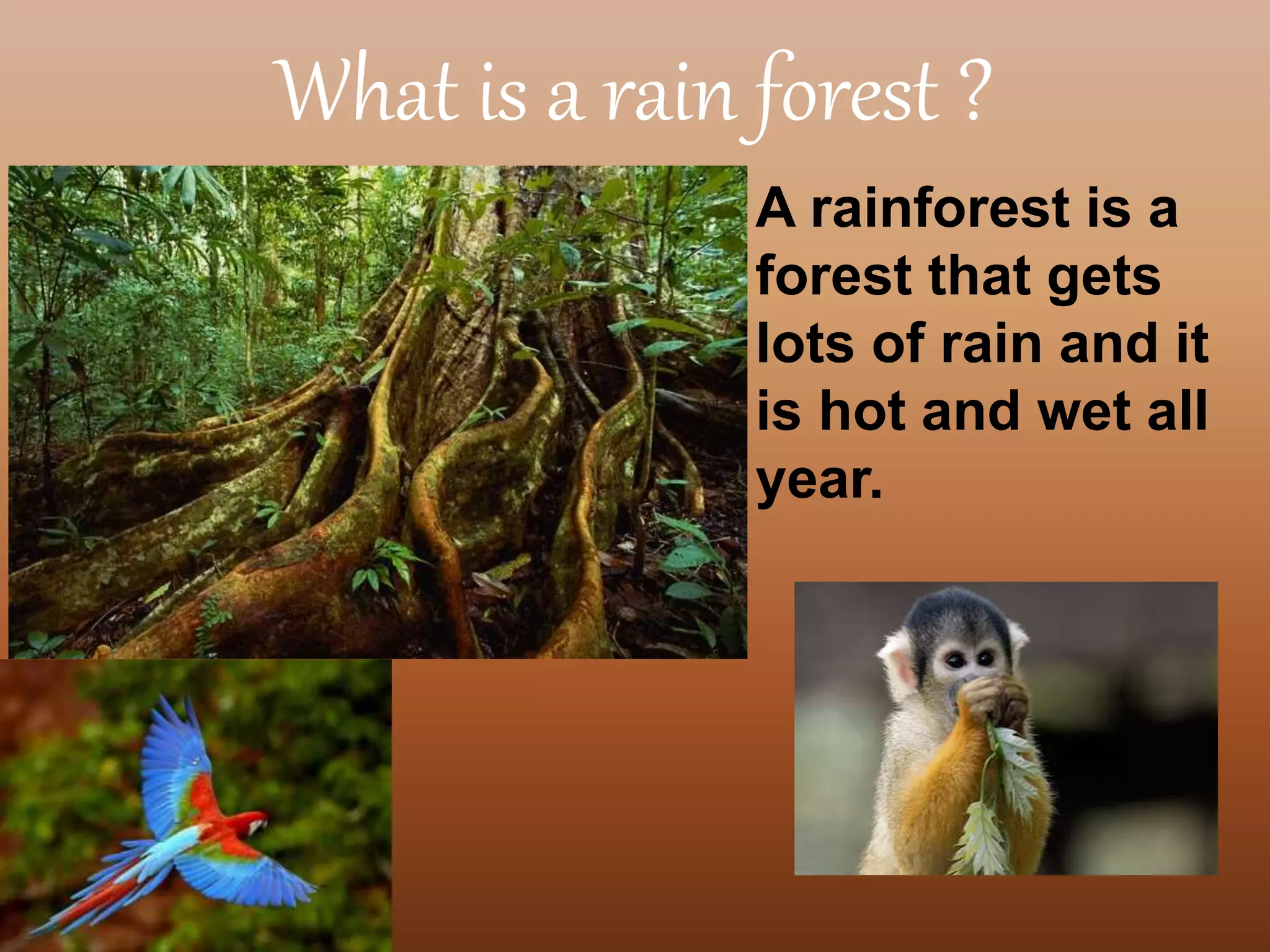 Amazon rain forest.pptx