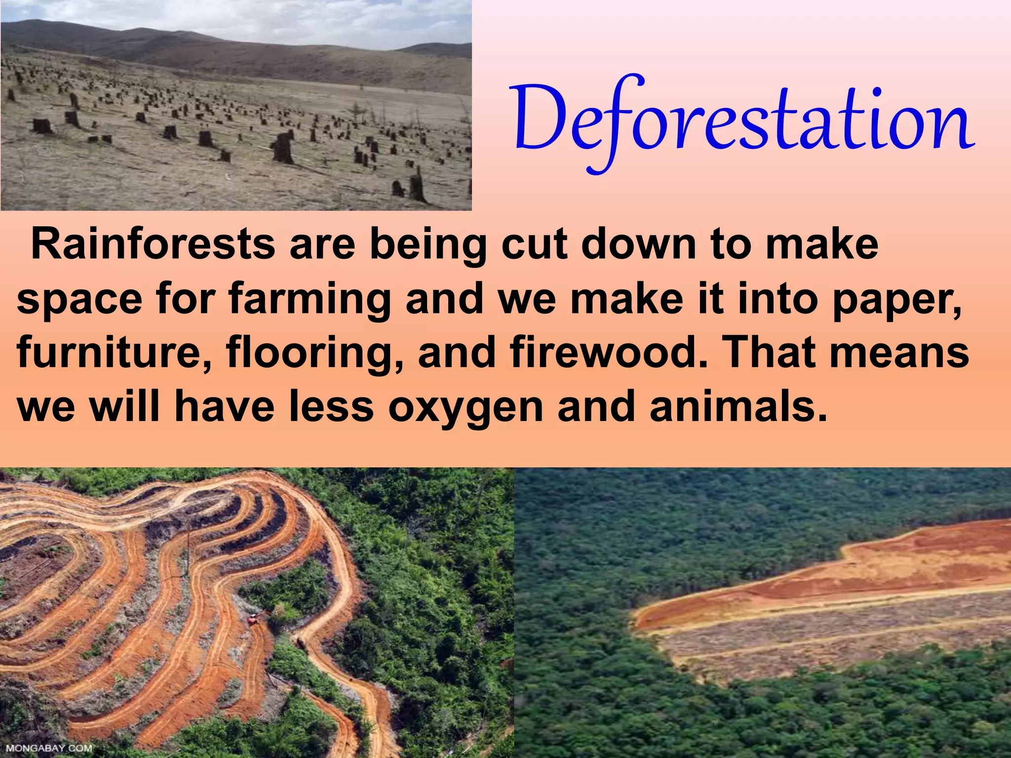 Amazon rain forest.pptx