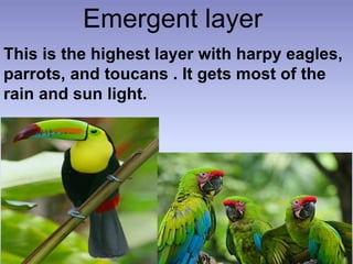 Amazon rain forest.pptx