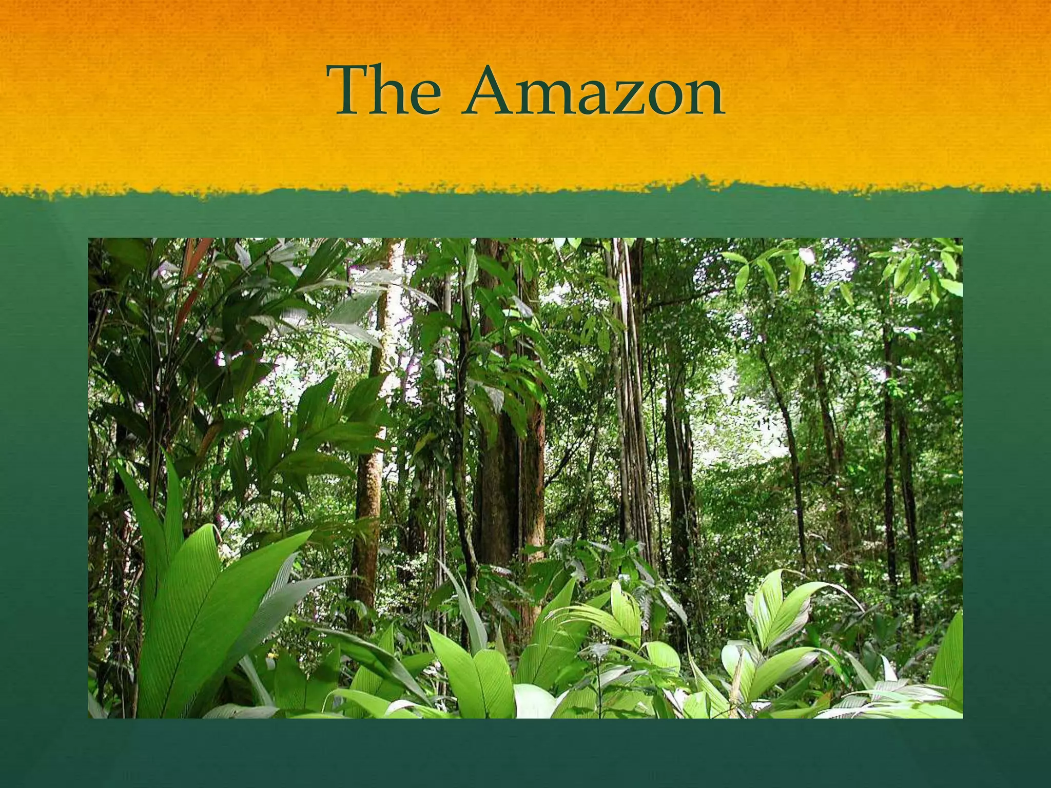 amazon_rainforest_case_study.pptx