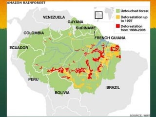 amazon_rainforest_case_study.pptx