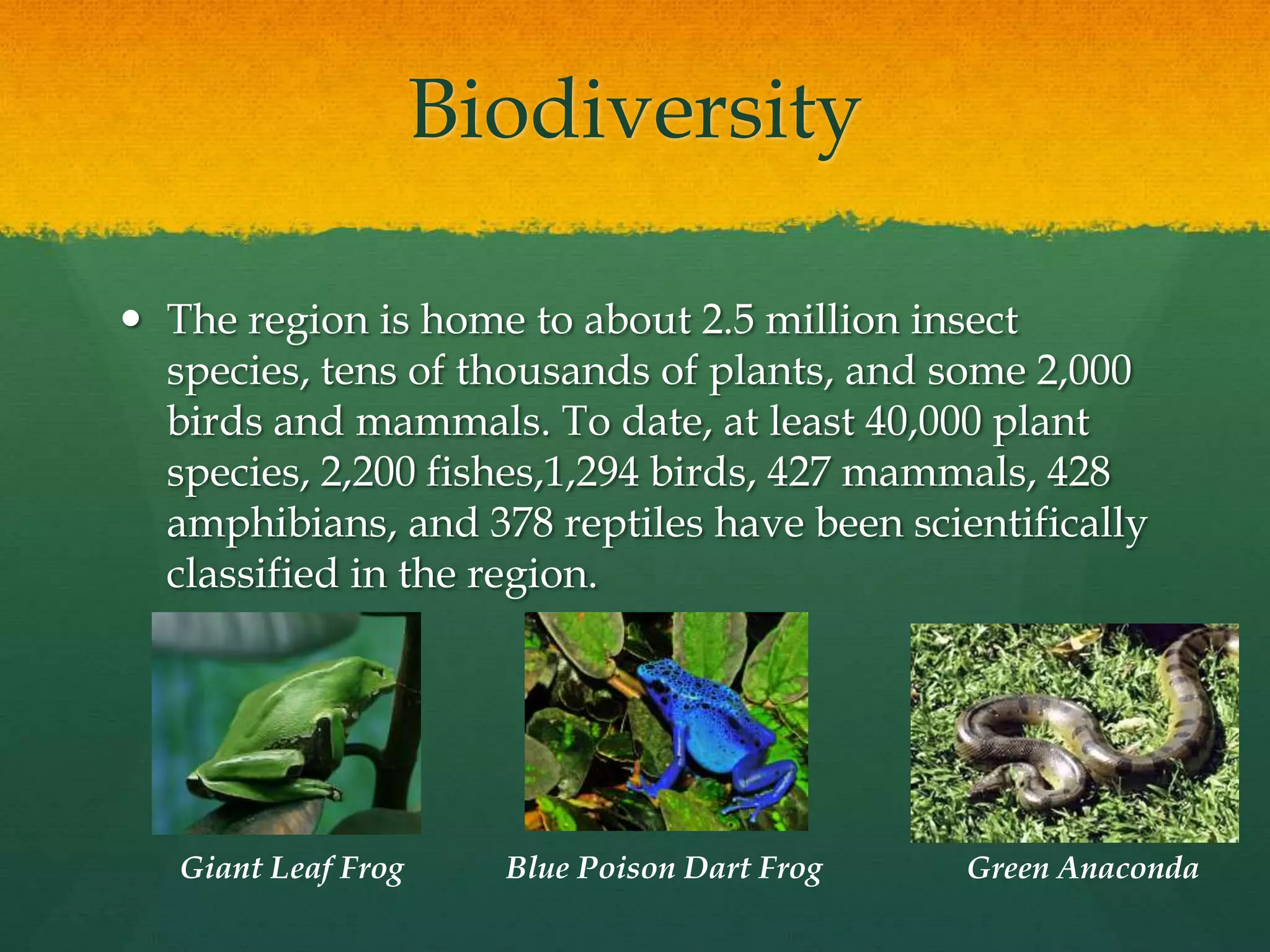 amazon_rainforest Fred.pptx