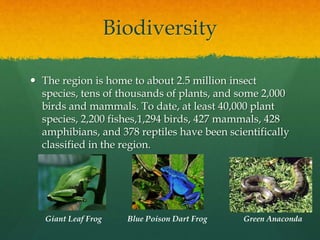 amazon_rainforest Fred.pptx