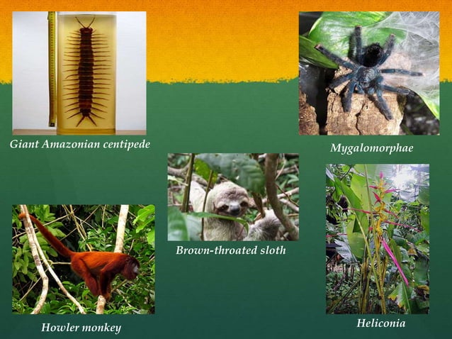 amazon_rainforest Fred.pptx