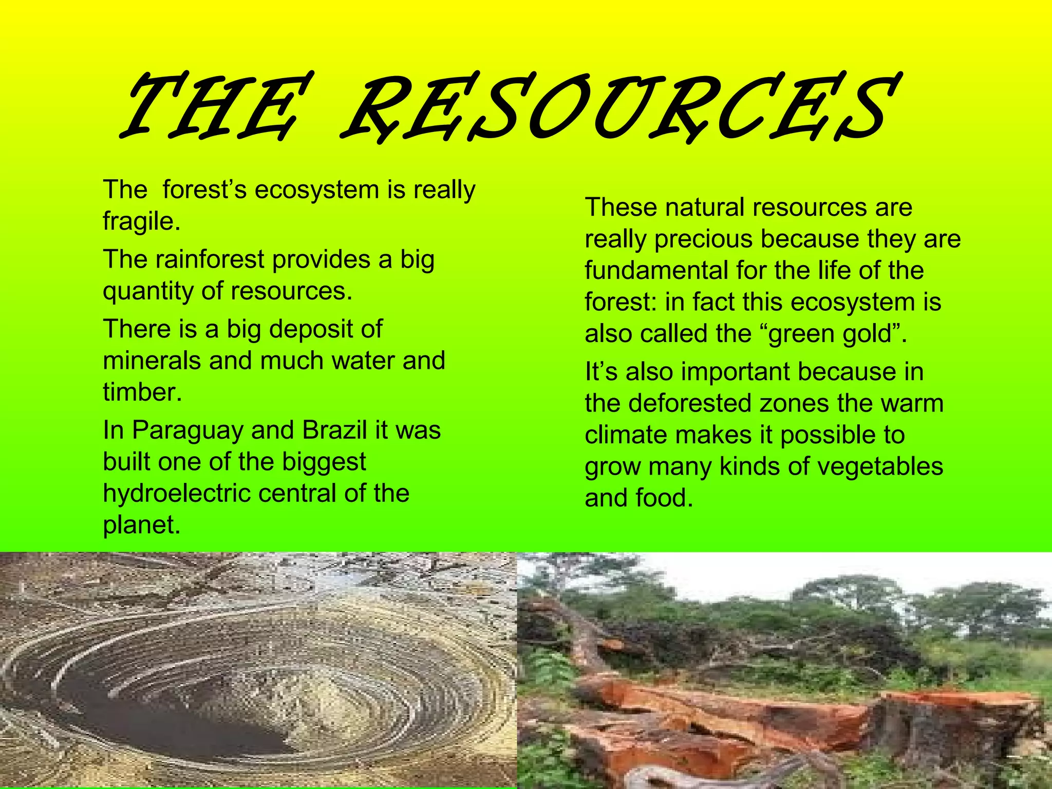 Amazon rainforest | PPT