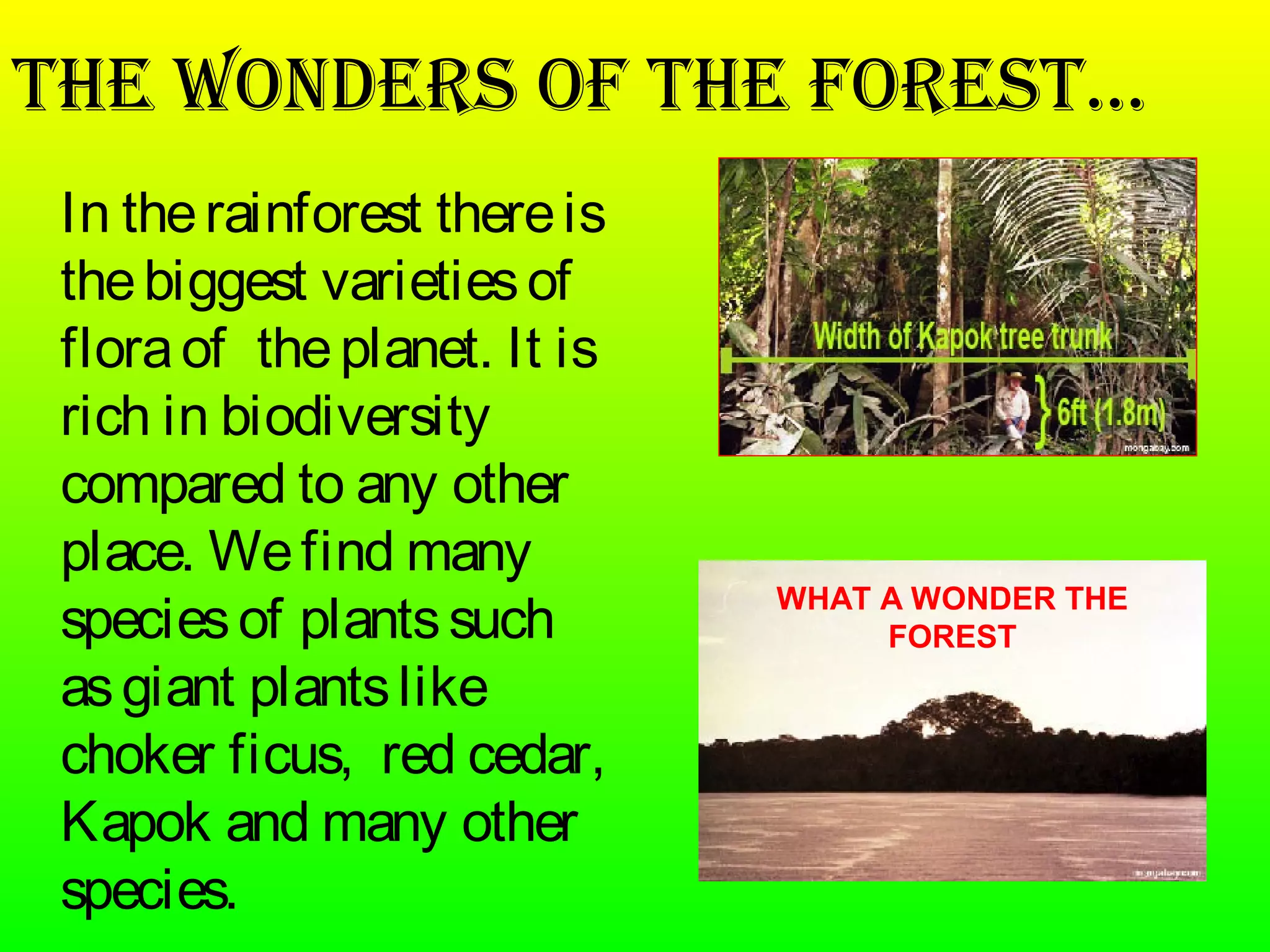 Amazon rainforest | PPT