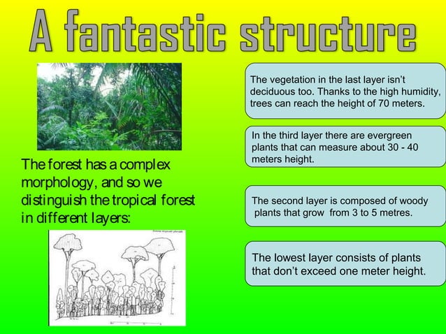 Amazon rainforest | PPT