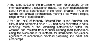 Amazon Rainforest wildfires Introduction | PPTX