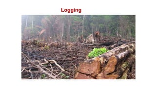 Amazon Rainforest wildfires Introduction | PPTX
