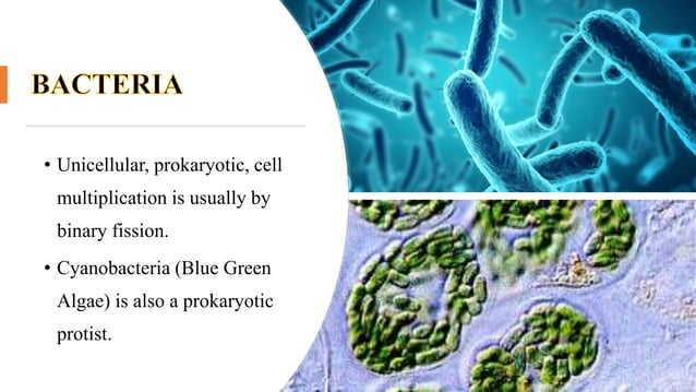 Ambe 101@ lec 1 | PPT
