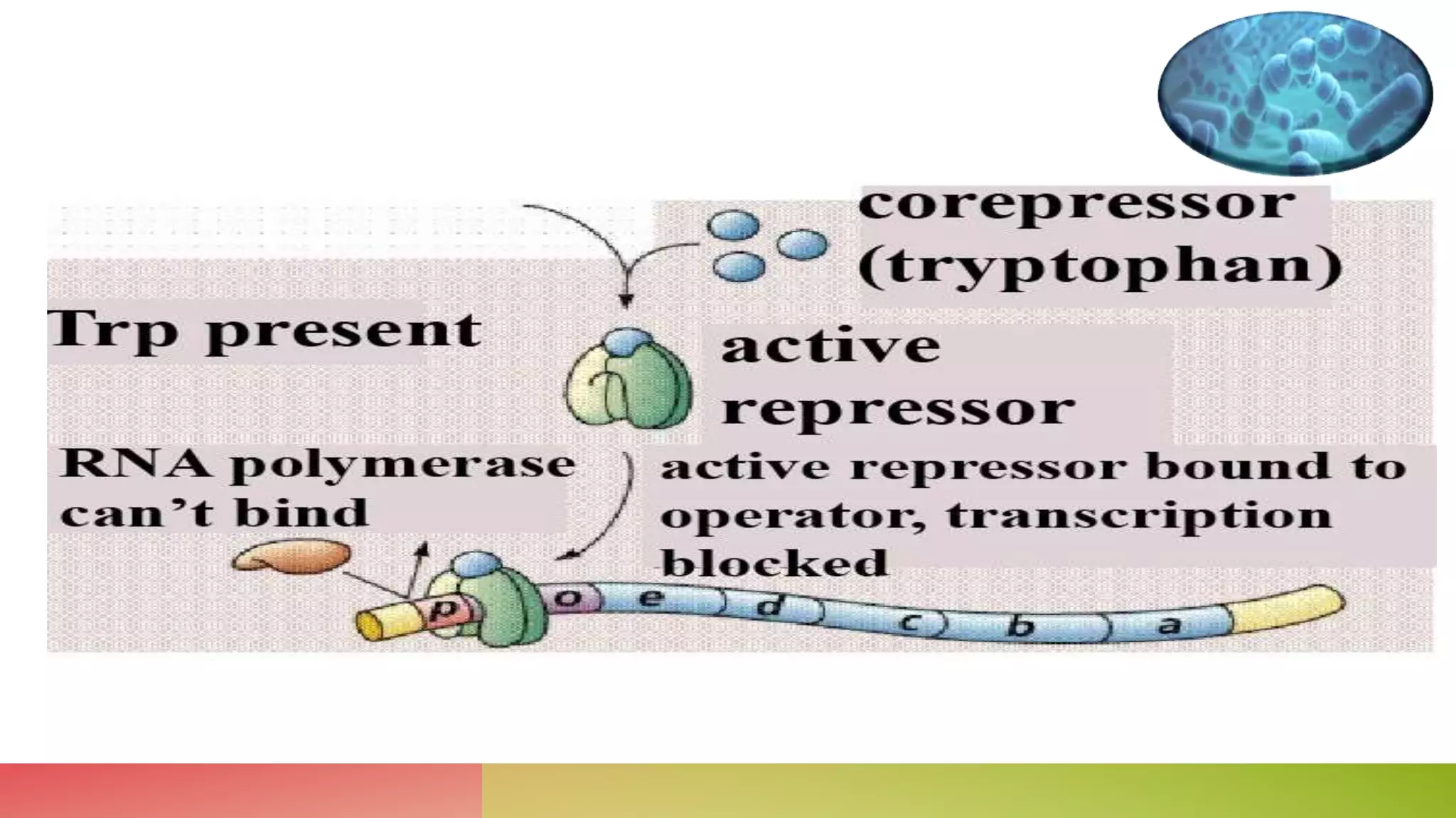 Ambe 101 @ lec 9-trp operon | PPT
