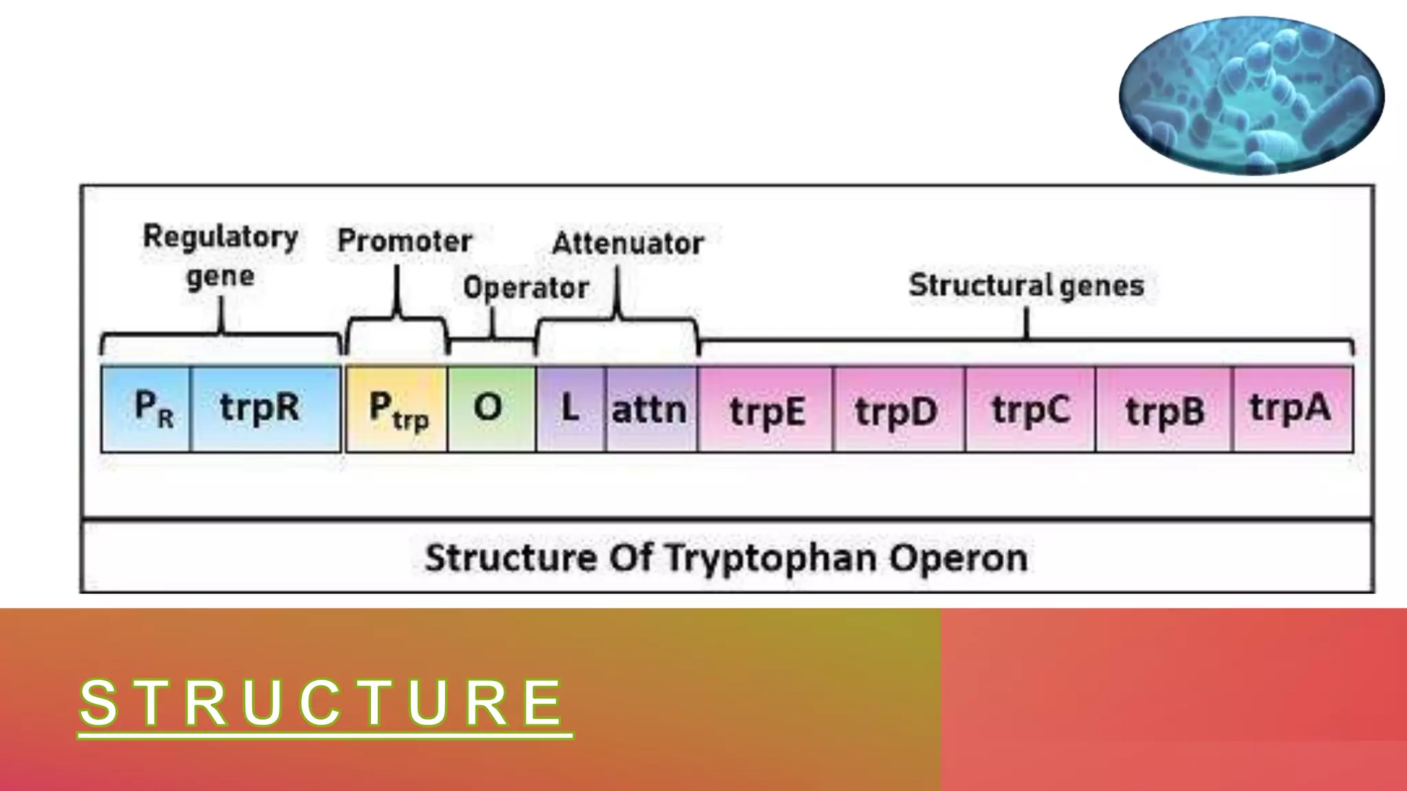Ambe 101 @ lec 9-trp operon | PPT