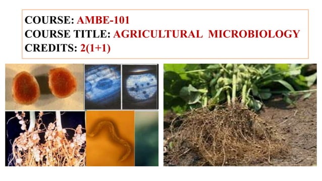 Ambe 101 @ lec 2 | PPT