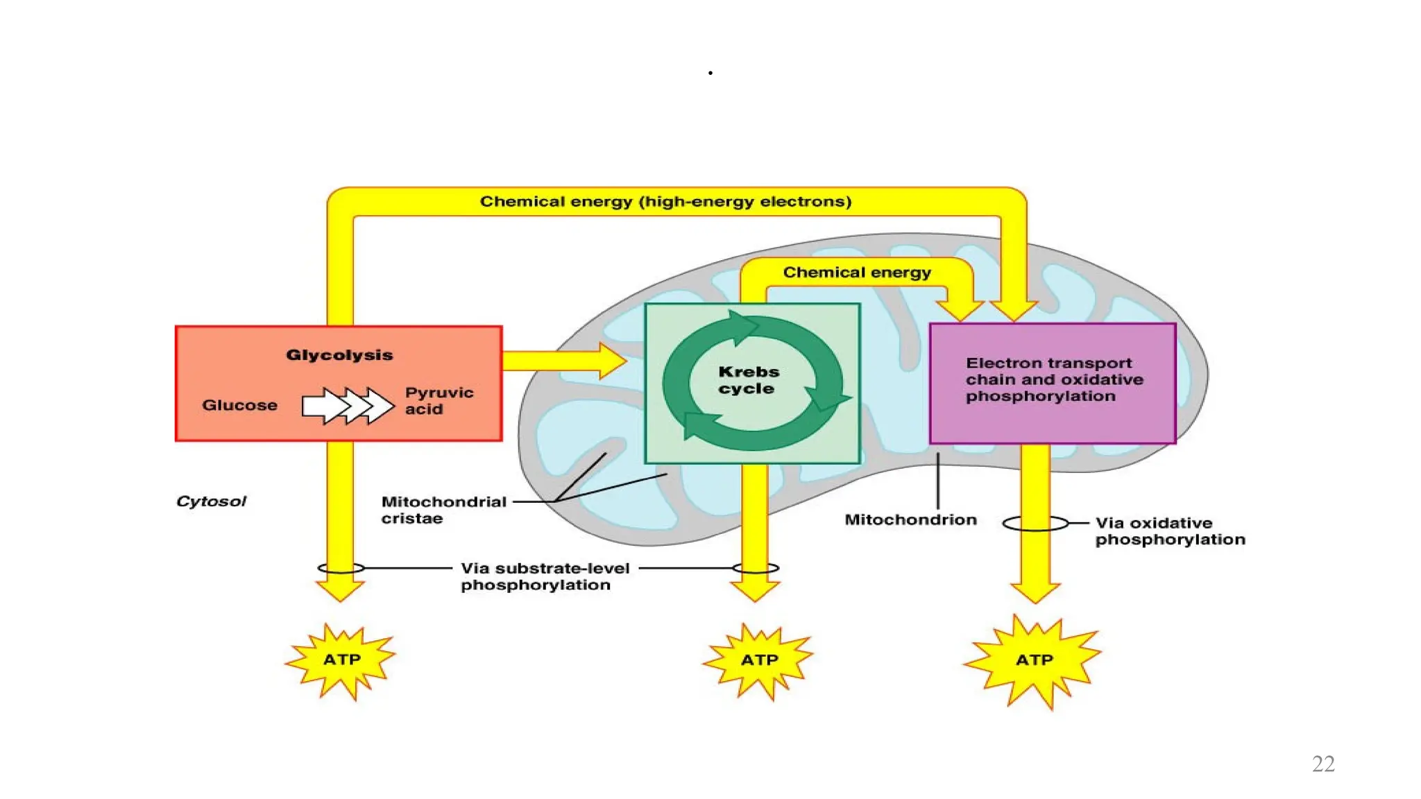 BIOLOGY_5_unit.pdf This chapter about energy transmission | PDF ...