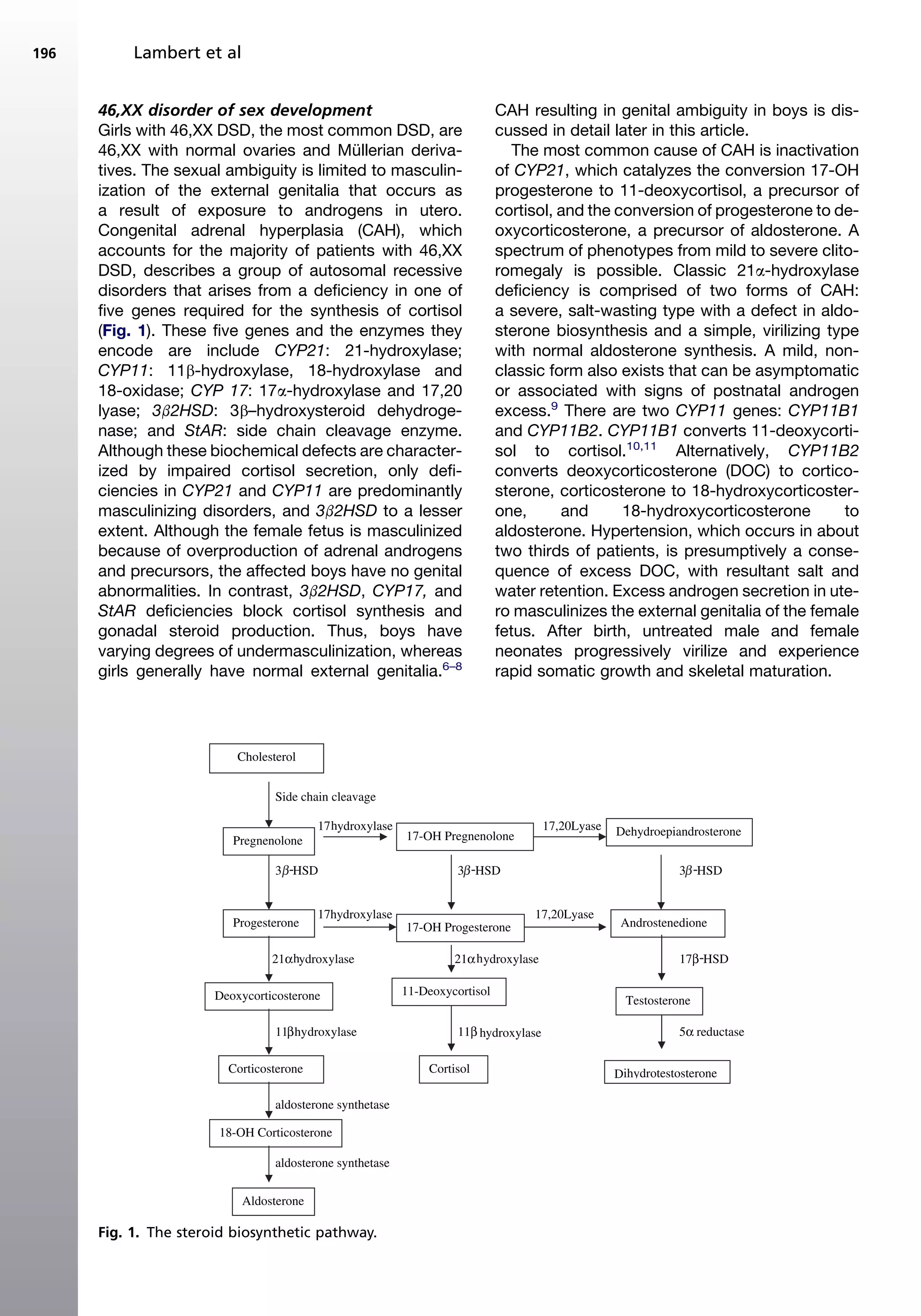 Ambiguous genitalia | PDF